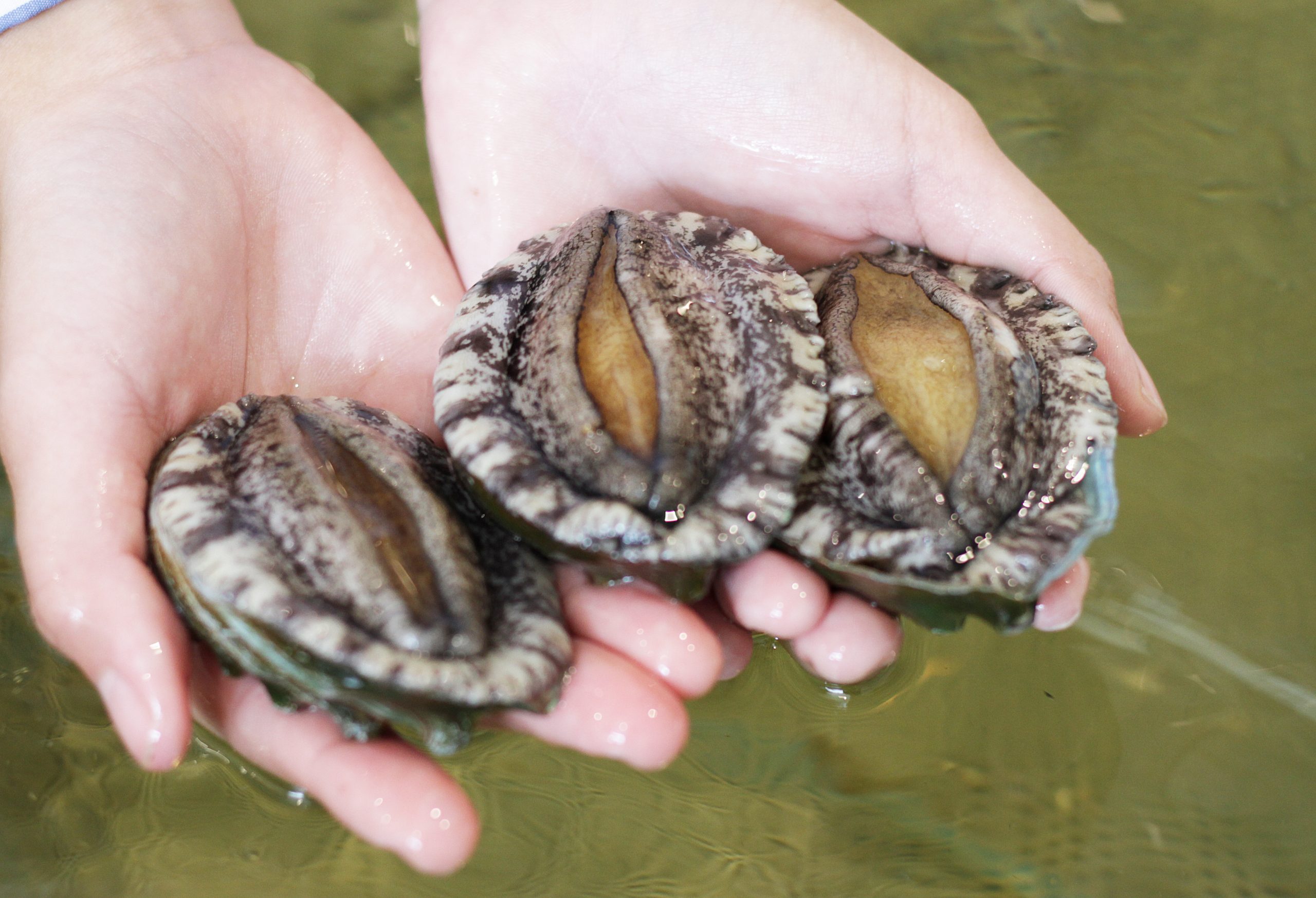 NEW OPPORTUNITIES FOR ABALONE PROCESSING WASTE - End Food Waste ...