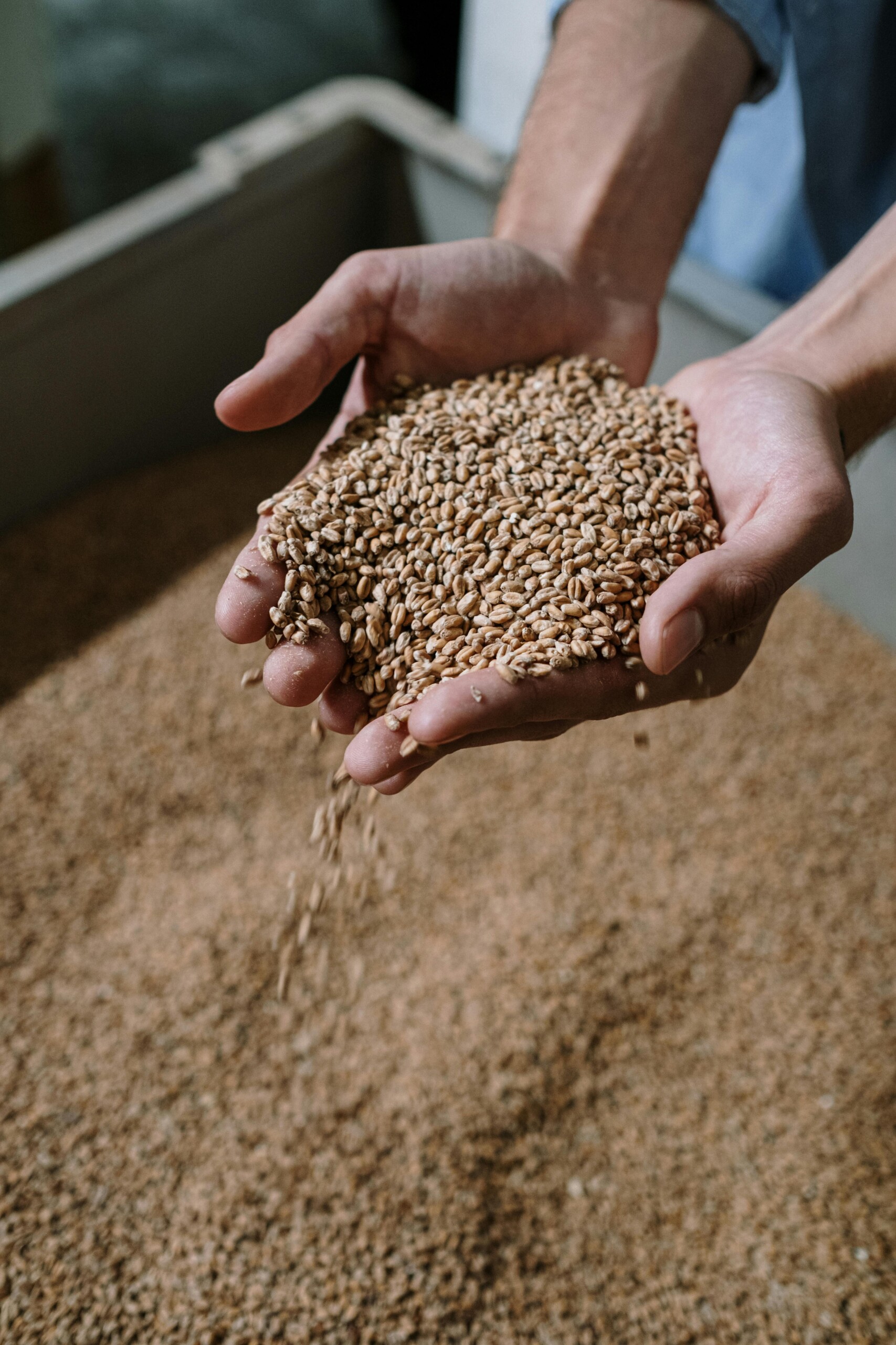 Value Adding to Brewery Spent Grain - End Food Waste Australia » End ...